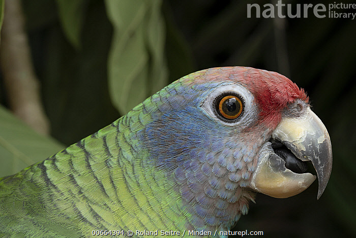 Stock photo of Red-tailed Amazon (Amazona brasiliensis), Brazil ...