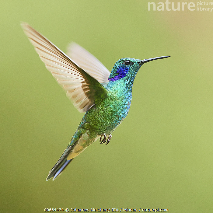 Stock photo of Green Violet-ear (Colibri thalassinus) hummingbird ...