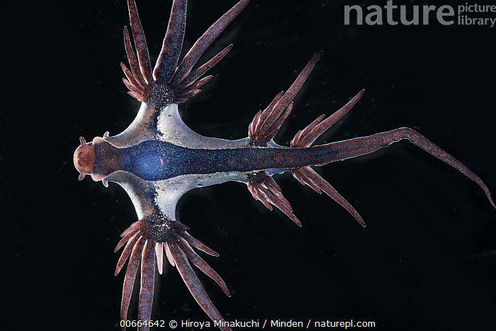Nudibranche Glaucus Blue Dragon Sea Slug Nudibranch Glaucus Atlanticus