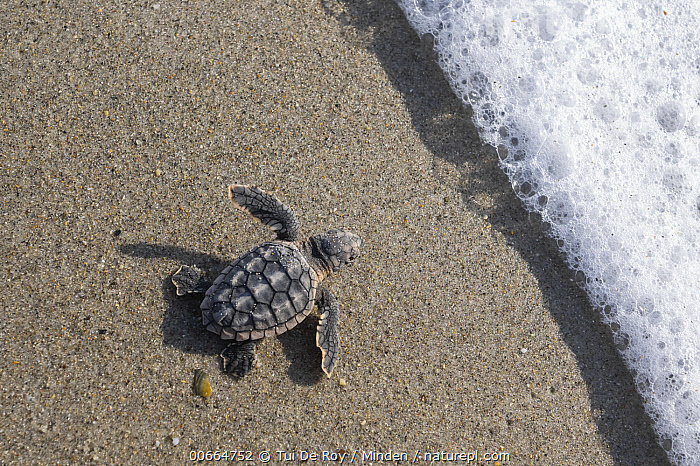 Loggerhead Sea Turtle Hatchling Stutz Loggerhead Sea Turtle And