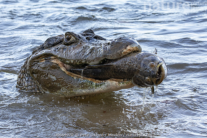 Stock photo of Black Caiman (Melanosuchus niger) with fish prey, Guyana ...