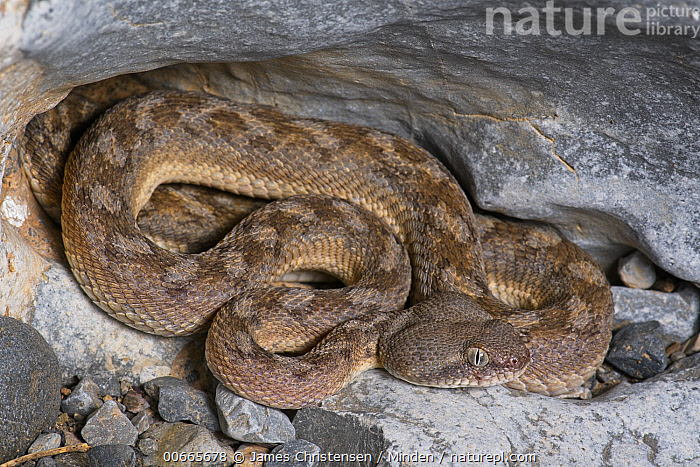 Stock photo of Oman Saw-scaled Viper (Echis omanensis), Jebel Akhdar ...