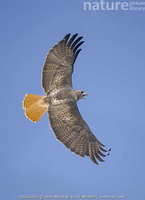 Stock photo of Red-tailed Hawk (Buteo jamaicensis) calling while flying ...