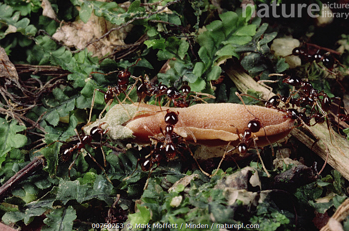 Stock photo of Marauder Ant (Pheidologeton diversus) group of minor ...