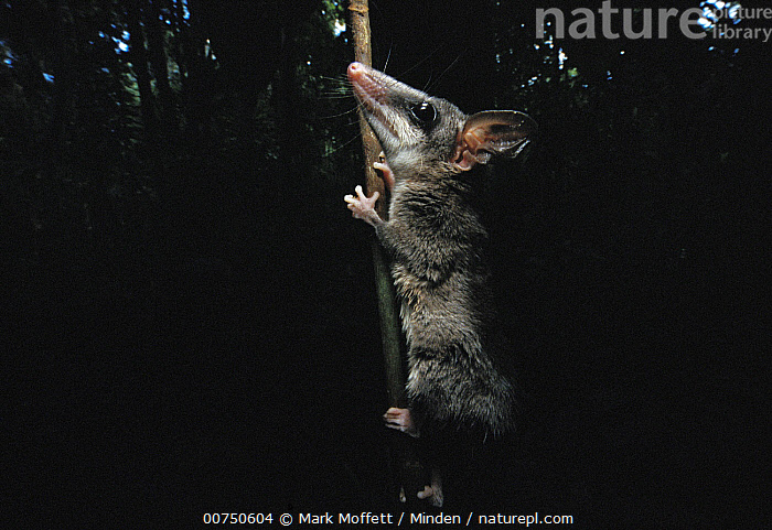 Stock photo of Mouse Opossum (Marmosa sp) a nocturnal species, foraging ...