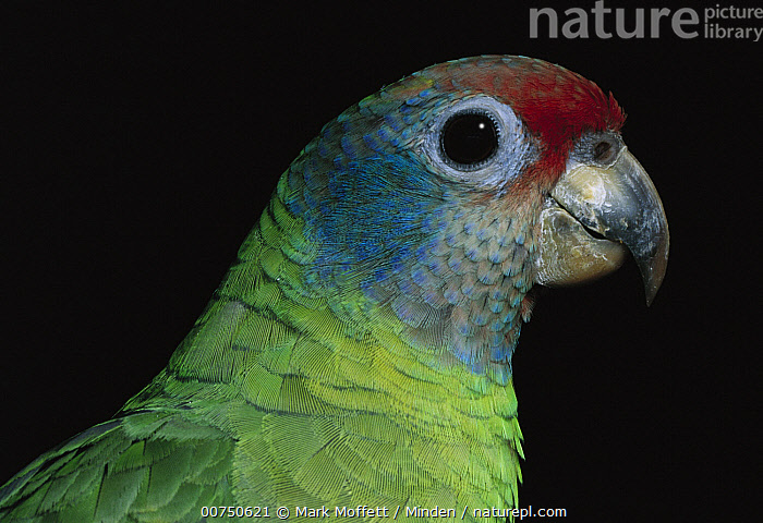 Stock photo of Red-tailed Amazon (Amazona brasiliensis), Atlantic ...