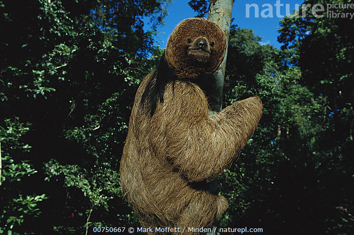Stock photo of Maned Sloth (Bradypus torquatus) in a tree at a ...