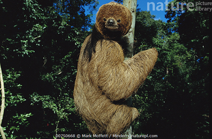 Stock photo of Maned Sloth (Bradypus torquatus) in a tree at a ...