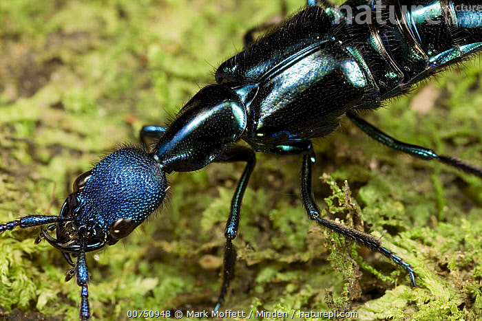 Stock photo of Rove Beetle (Staphylinidae) close up. Available for sale ...