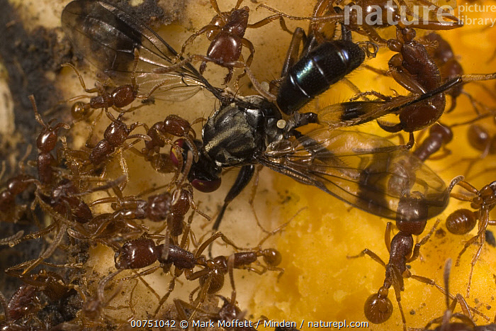 Stock photo of Semi-vegetarian army ant (Labidus coecus) swarm catches ...
