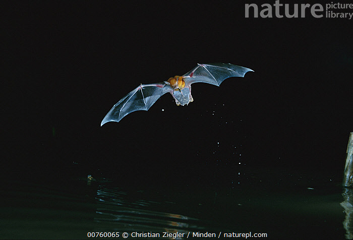 Stock photo of Greater Bulldog Bat or Fishing Bat (Noctilio leporinus ...