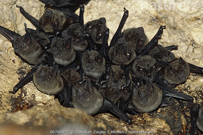 Stock photo of Jamaican Fruit-eating Bat (Artibeus jamaicensis) colony ...