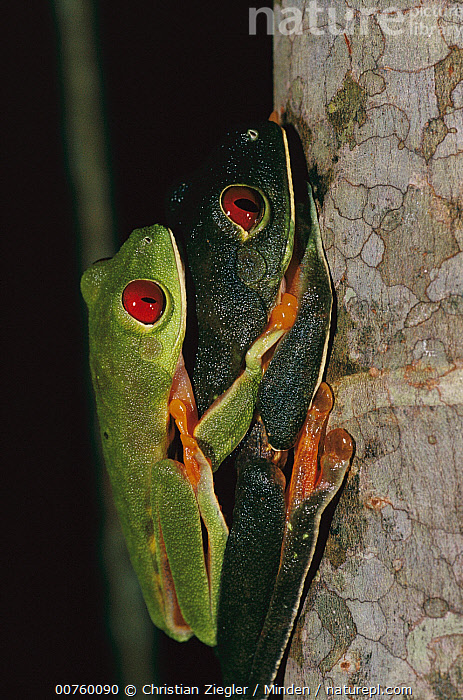 Stock photo of Red-eyed Tree Frog (Agalychnis callidryas) pair mating ...