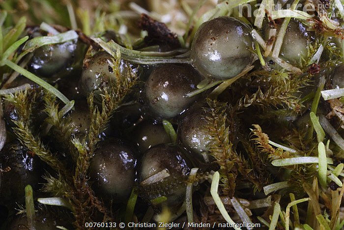Stock photo of Misfit Leaf Frog (Agalychnis saltator) massive egg ...