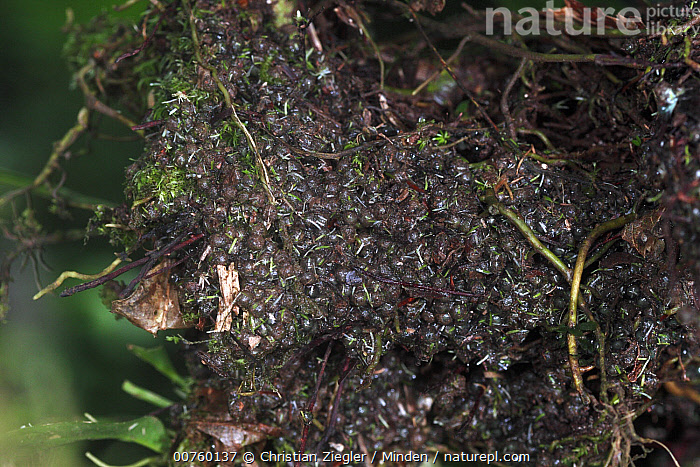 Stock photo of Misfit Leaf Frog (Agalychnis saltator) massive egg ...