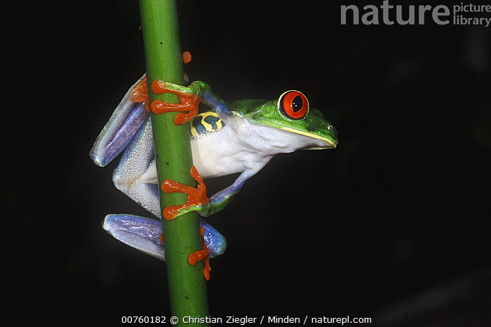 Stock photo of Misfit Leaf Frog (Agalychnis saltator) portrait in La ...