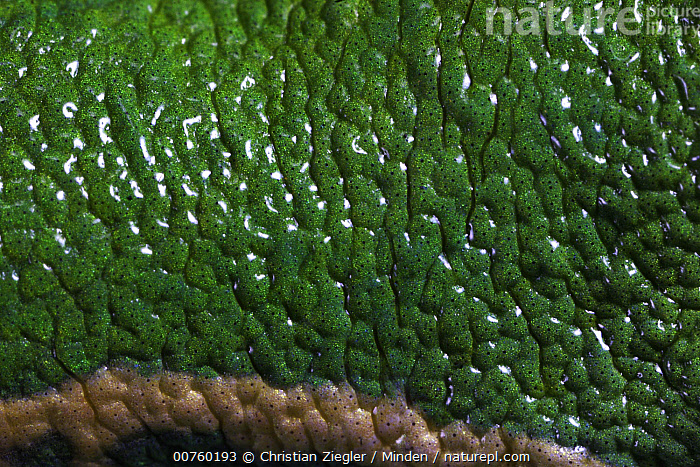 Stock photo of Red-eyed Tree Frog (Agalychnis callidryas) detail of ...