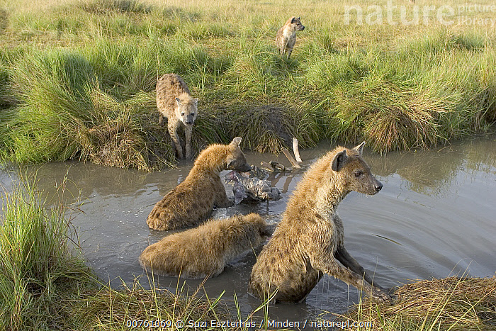 Stock photo of Spotted Hyena (Crocuta crocuta) group scavenging carcass ...