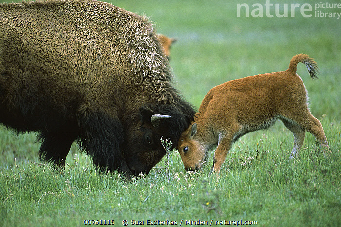 Stock photo of American Bison (Bison bison) cow and calf playing ...