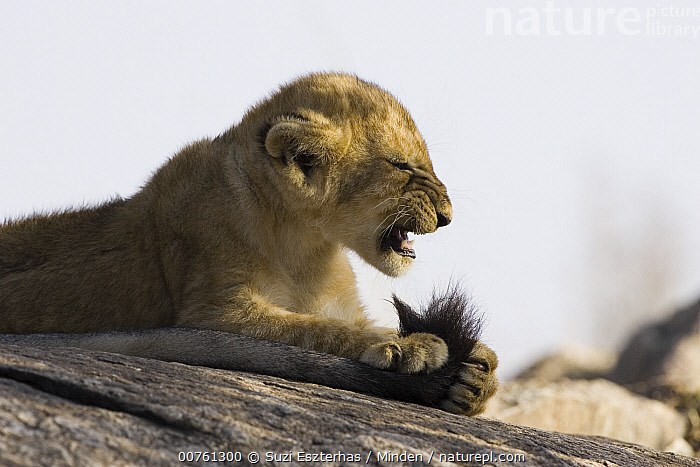 Stock photo of African Lion (Panthera leo) seven to eight week old cub ...