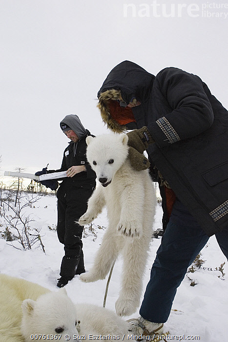 Stock photo of Polar Bear (Ursus maritimus) researcher Nick Lunn holds ...