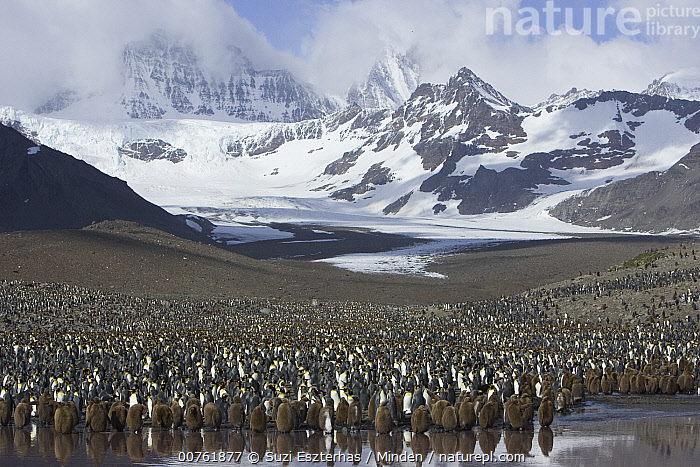 Stock photo of King Penguin (Aptenodytes patagonicus) colony, Saint ...