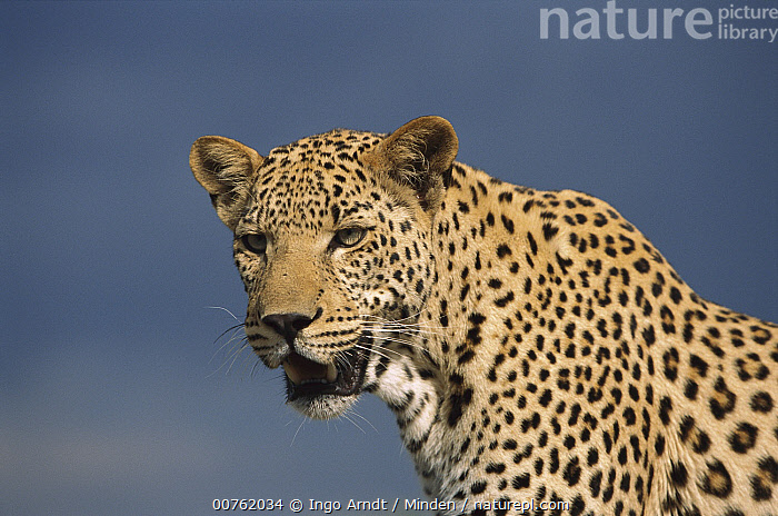 Stock photo of Leopard (Panthera pardus) portrait, Namibia. Available ...