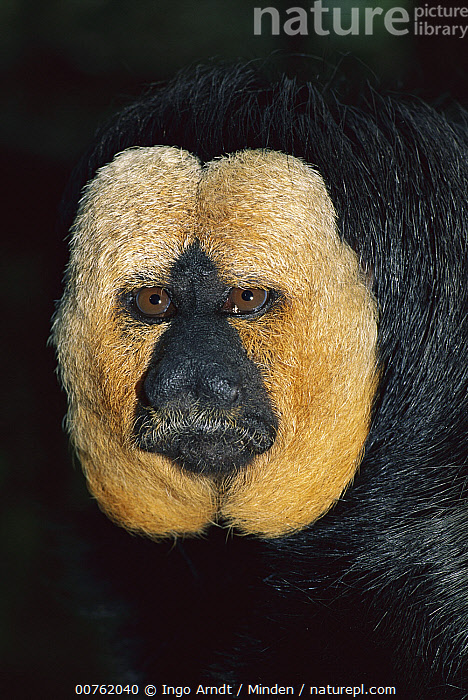 Stock photo of White-faced Saki (Pithecia pithecia) portrait, South ...