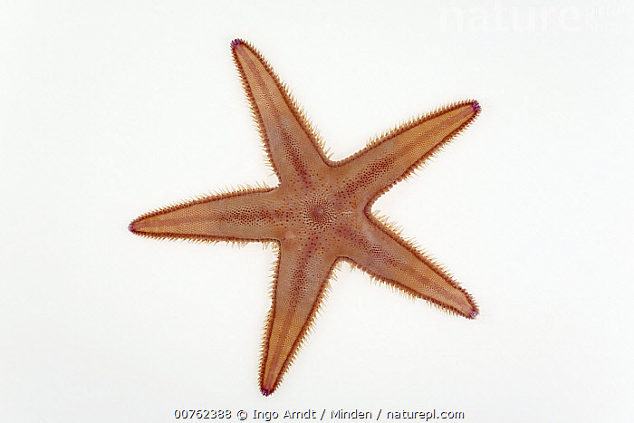 Stock photo of Starfish (Astropecten irregularis) diameter ...