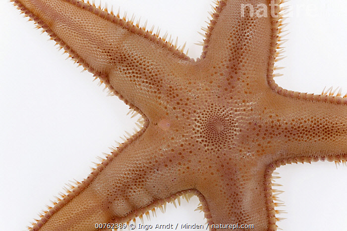 Stock photo of Starfish (Astropecten irregularis) diameter ...