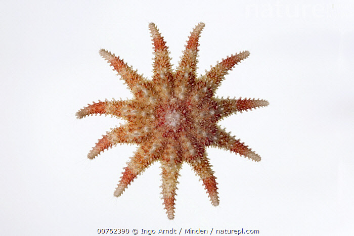 Stock photo of Common Sun Star (Crossaster papposus) diameter ...