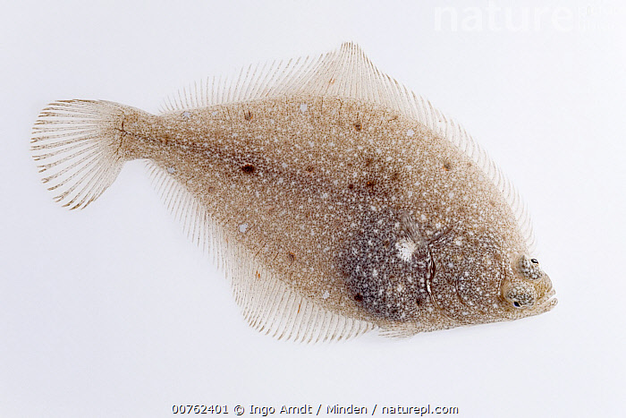 European Flounder Flounder, European Flounder (Platichthys Flesus),