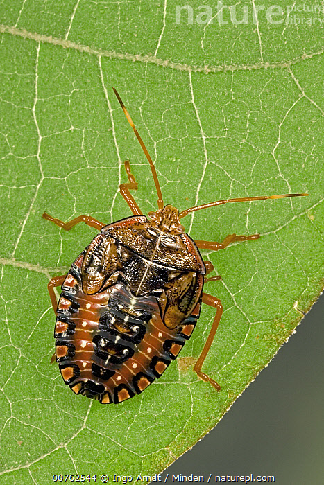Stock photo of Stink Bug (Pentatomidae) nymph, portrait, a true bug of ...