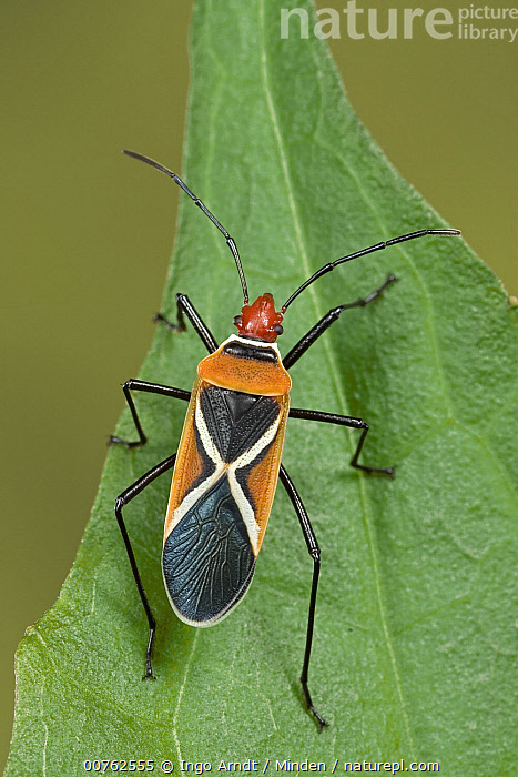 Stock photo of Stainer (Dysdercus sp) on leaf, a true bug of the ...