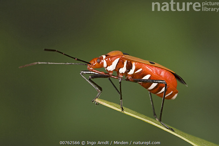 Stock photo of Stainer (Dysdercus sp) adult, a true bug of the ...