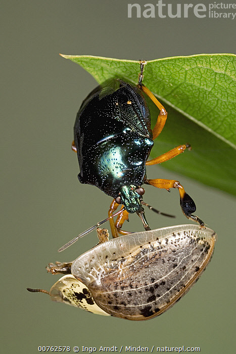 Stock photo of Predatory Stink Bug (Stiretrus anchorago) eating ...