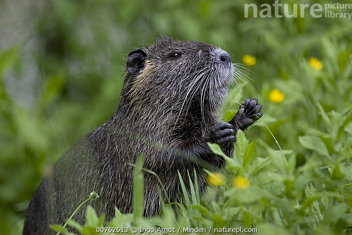 Stock photo of Nutria (Myocastor coypus) foraging, native to South ...