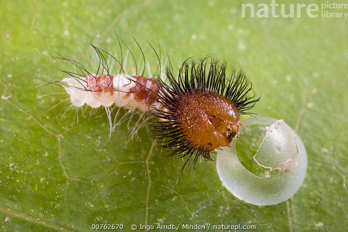 Stock photo of Blue Morpho (Morpho peleides) caterpillar hatching out ...