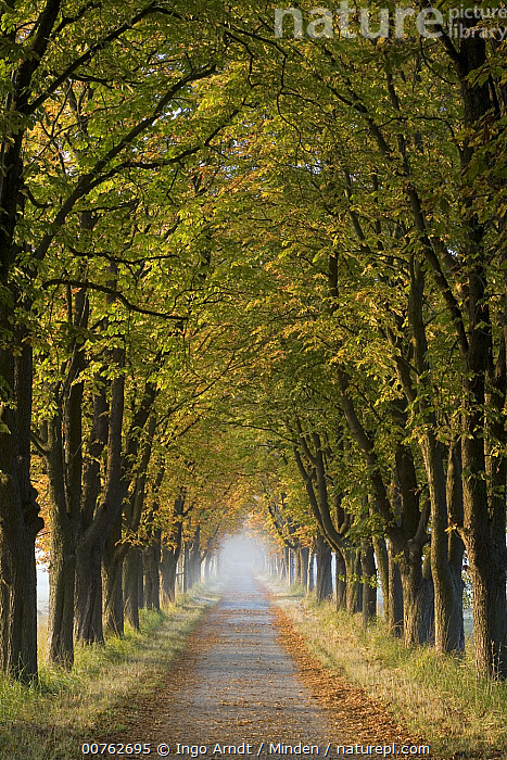 Stock photo of Tree-lined road with fall colored trees, Europe ...