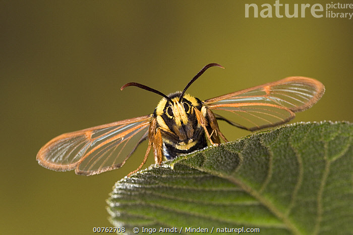 Stock photo of Hornet Moth (Sesia apiformis), a hornet mimic, Europe ...