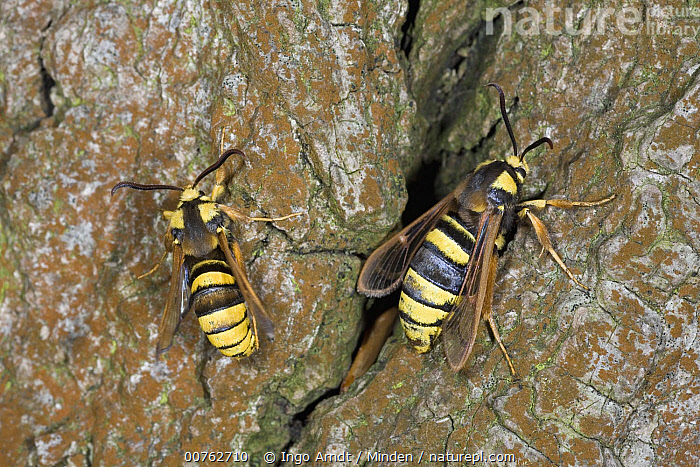 Stock photo of Hornet Moth (Sesia apiformis) pair, hornet mimics ...