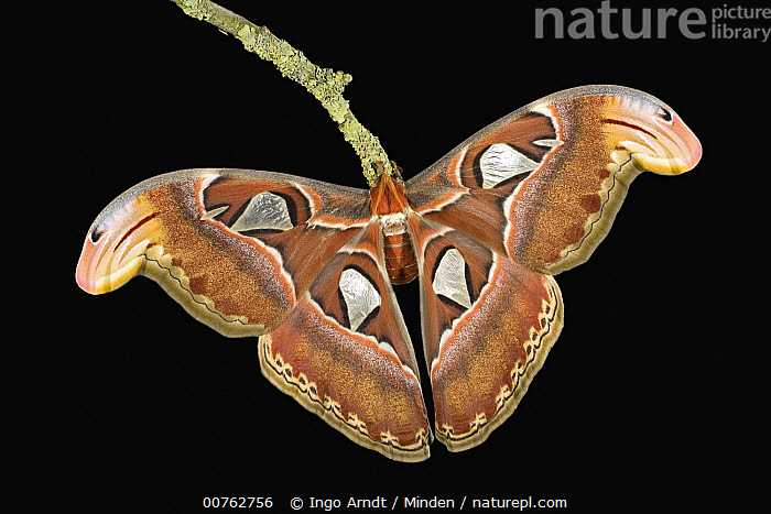 Stock photo of Atlas Moth (Attacus atlas), wing tip mimics a snake head ...
