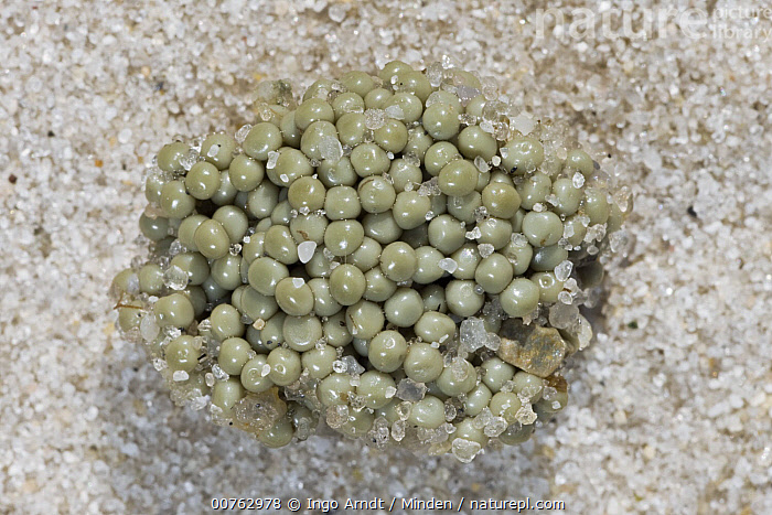 Stock photo of Horseshoe Crab (Limulus polyphemus) eggs, Delaware Bay ...