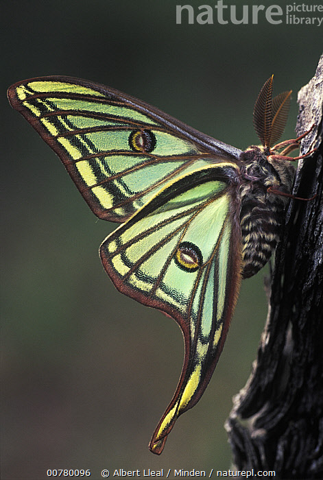 Spanish Moth