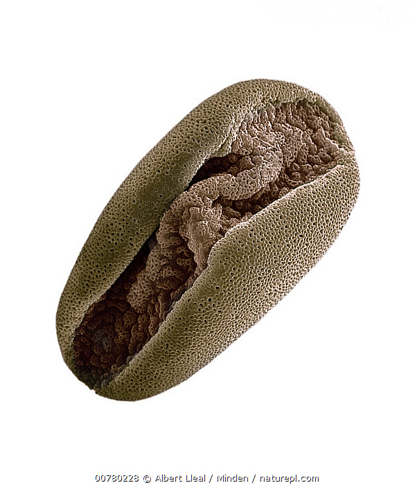 Stock photo of Iris (Iris sp) SEM close-up view of pollen grain at 700x ...