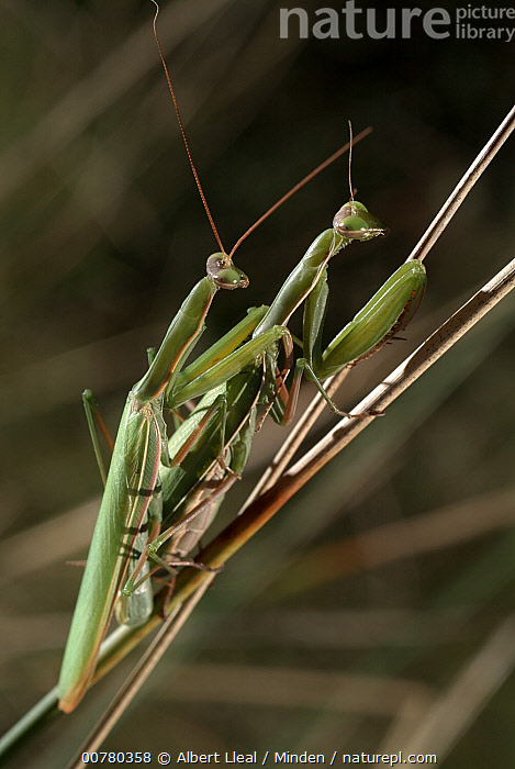 Stock photo of European Mantid (Mantis religiosa) pair mating, Europe ...