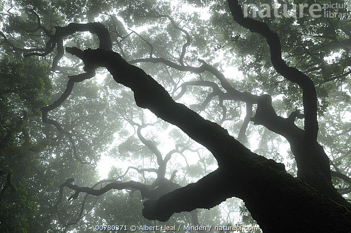 Stock photo of Macaronesian Laurel (Laurus azorica) relict forest ...