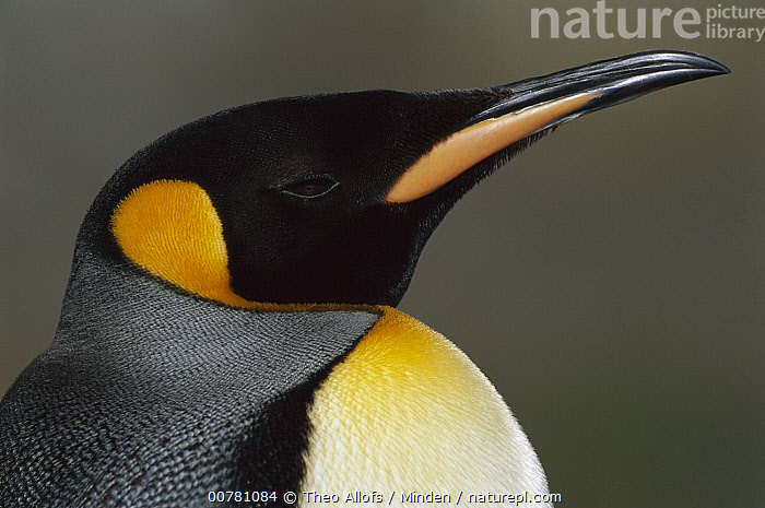 Stock photo of King Penguin (Aptenodytes patagonicus) portrait, St ...