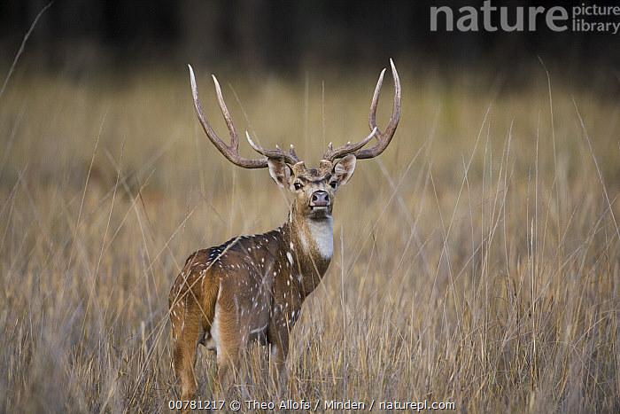Stock photo of Axis Deer (Axis axis) buck in meadow with tall dry grass ...