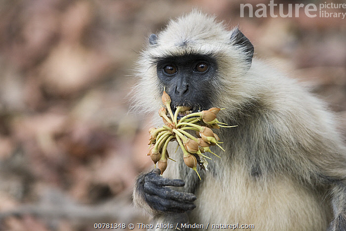 Stock photo of Hanuman Langur (Semnopithecus entellus) eating mahua ...